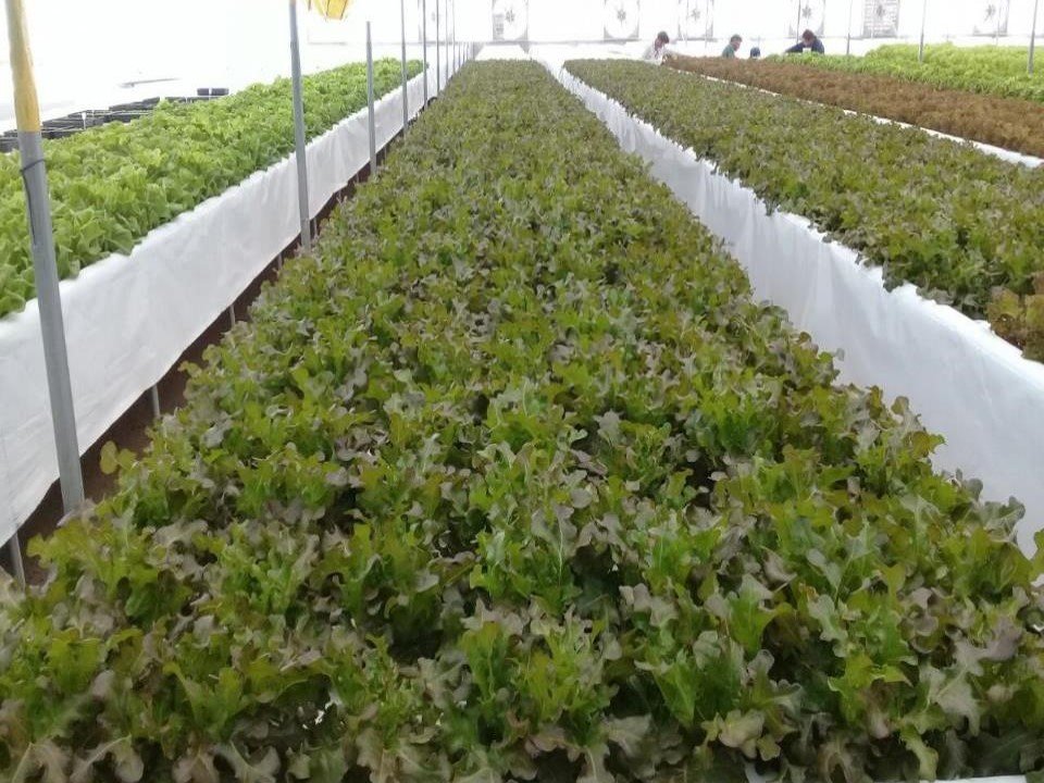 Vegetable-Farming – ARORA GROUP OF COMPANIES