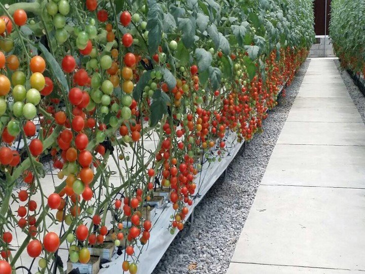 Our Farm – ARORA GROUP OF COMPANIES